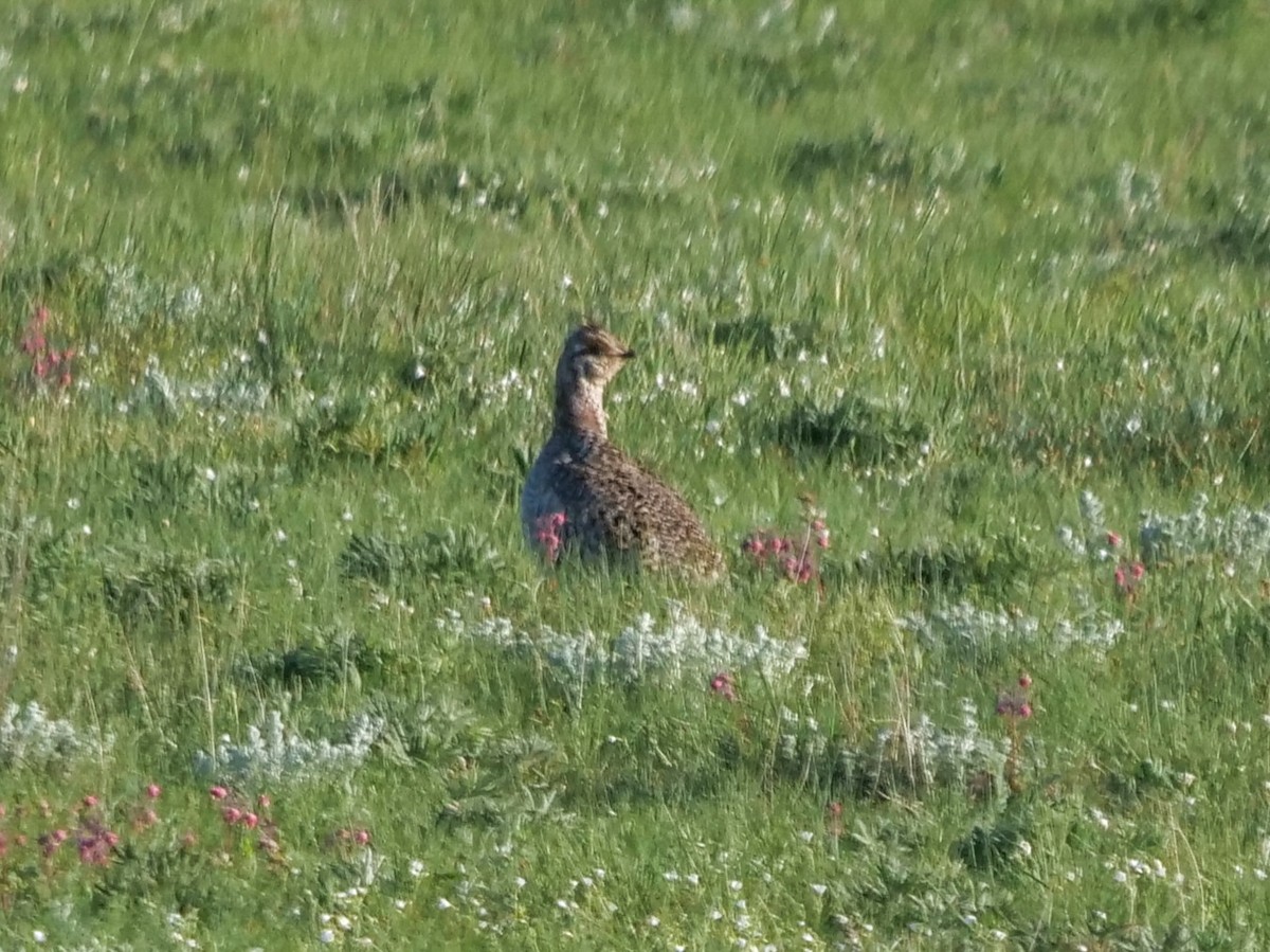 eBird Checklist - 1 Jun 2022 - Lyleton - 19 species