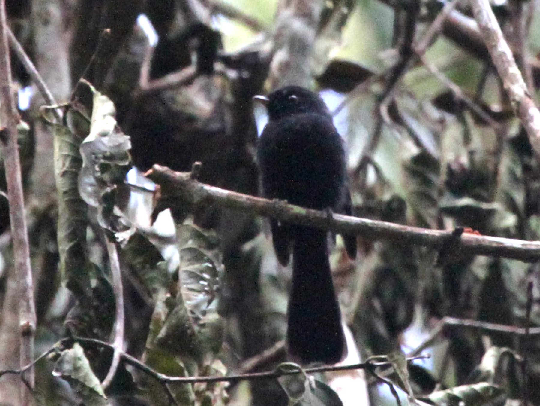 Black Fantail - eBird