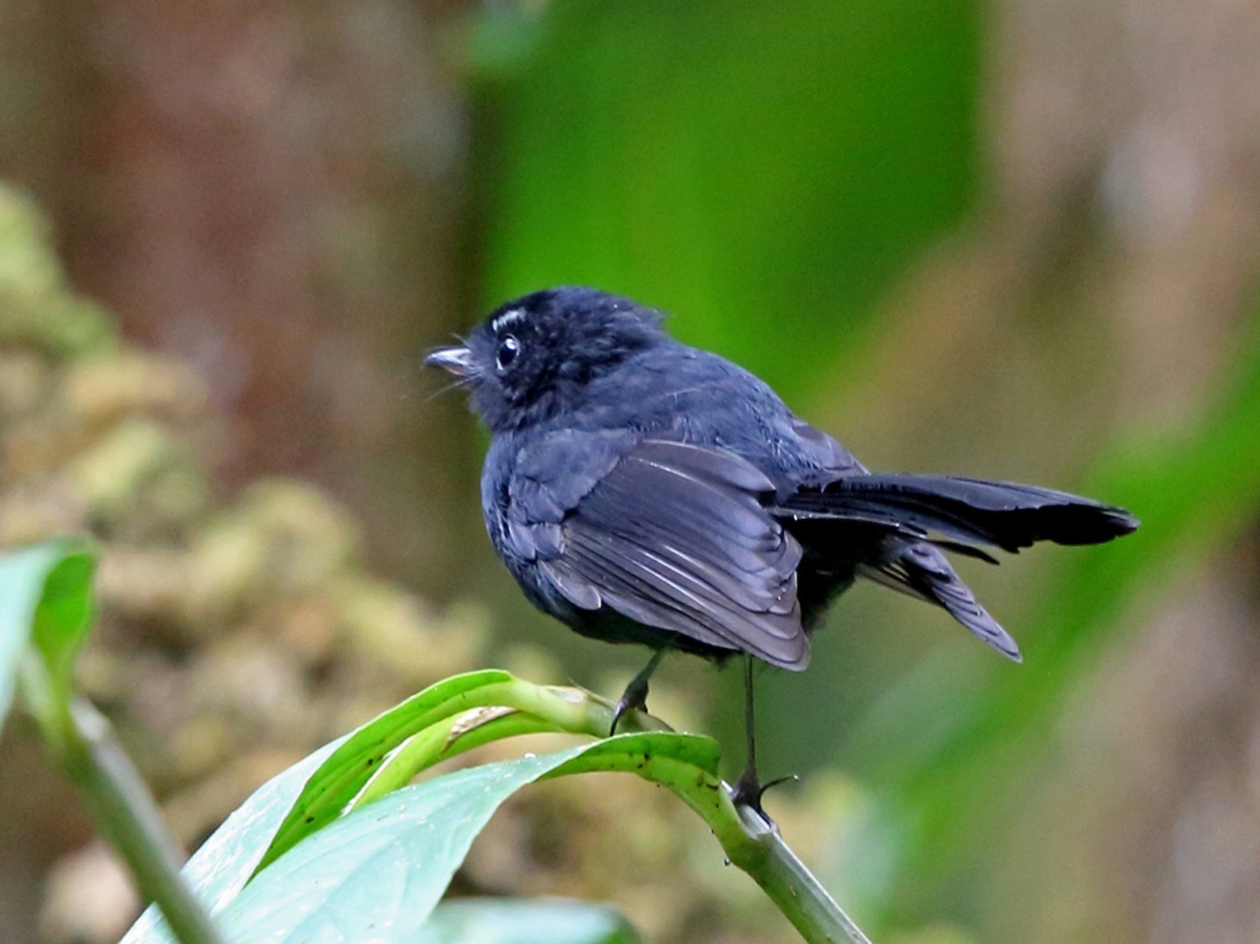 Black Fantail - eBird