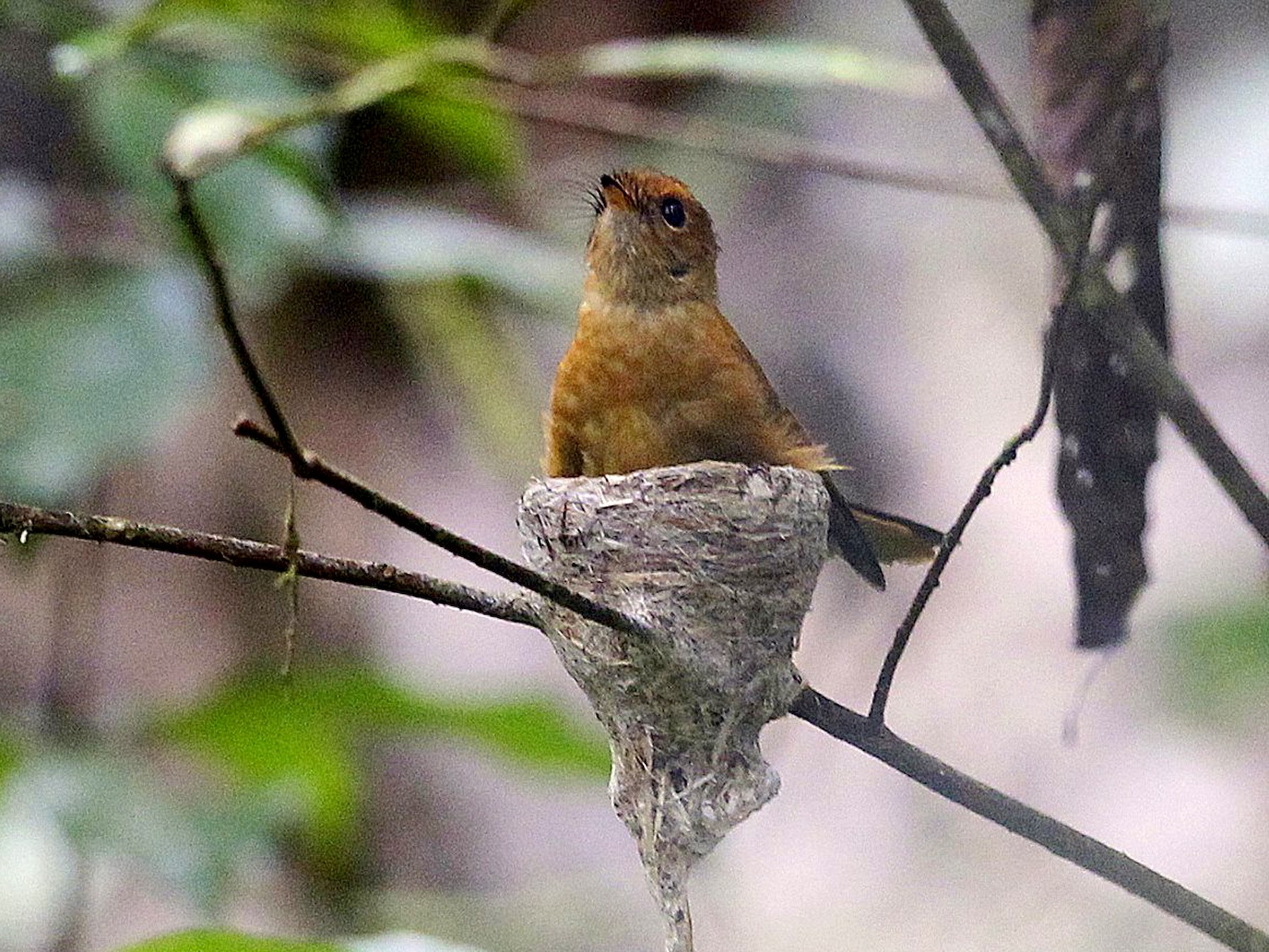 Black Fantail - eBird
