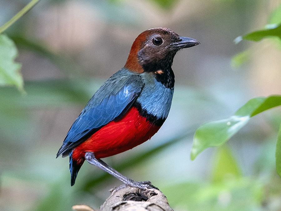 Papuan Pitta - eBird