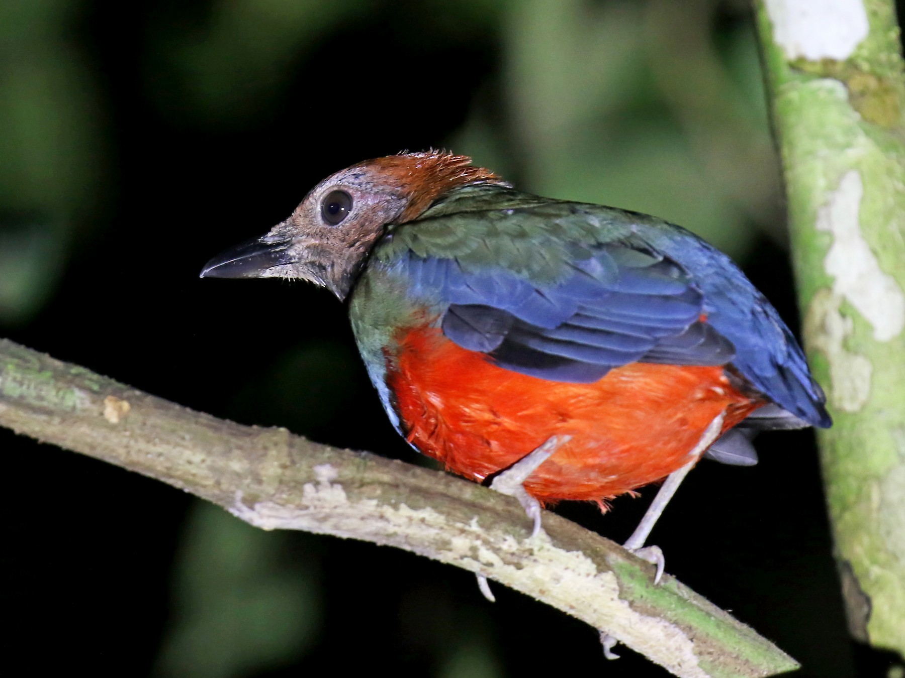 Papuan Pitta - eBird