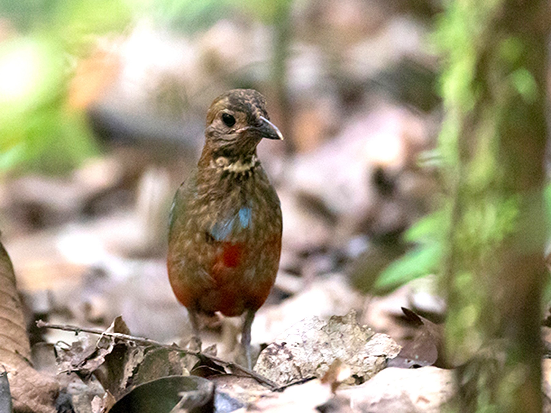 Papuan Pitta - eBird