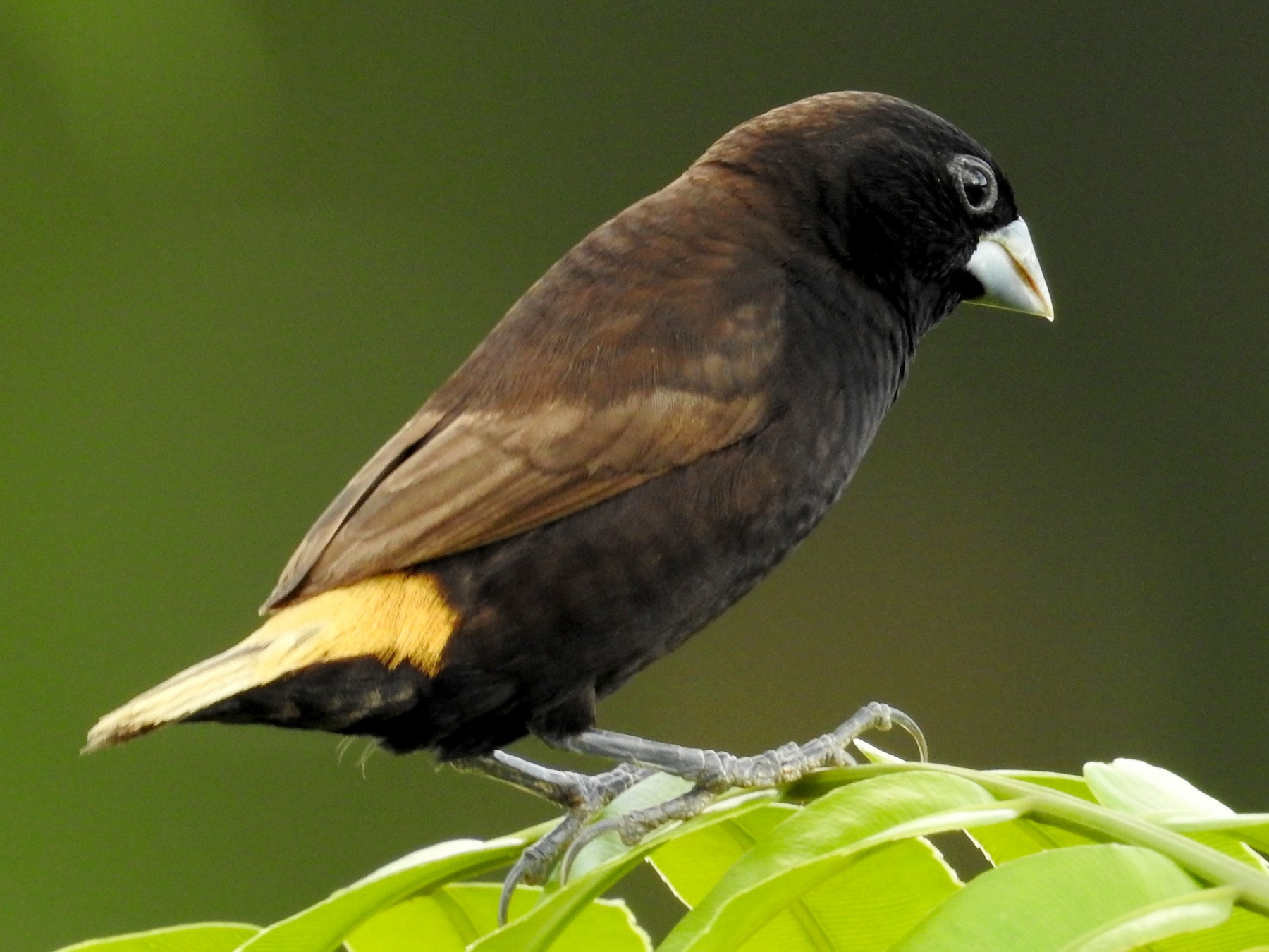 Black Munia - eBird