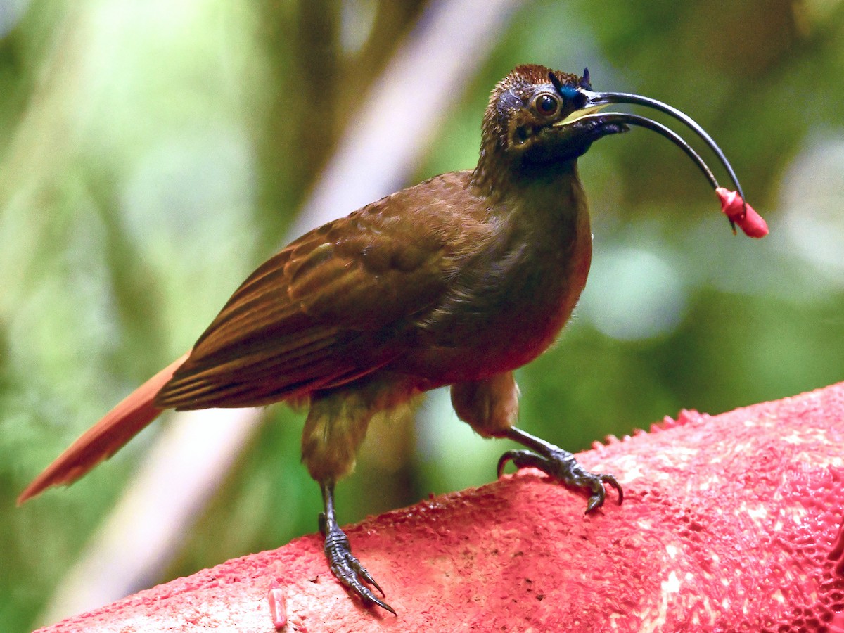 Black-billed Sicklebill - Drepanornis albertisi - Birds of the World