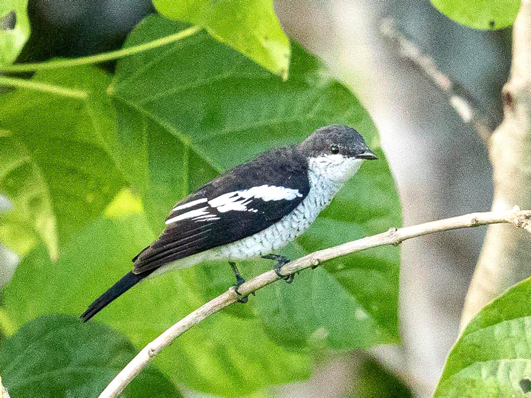 Black-browed Triller - eBird