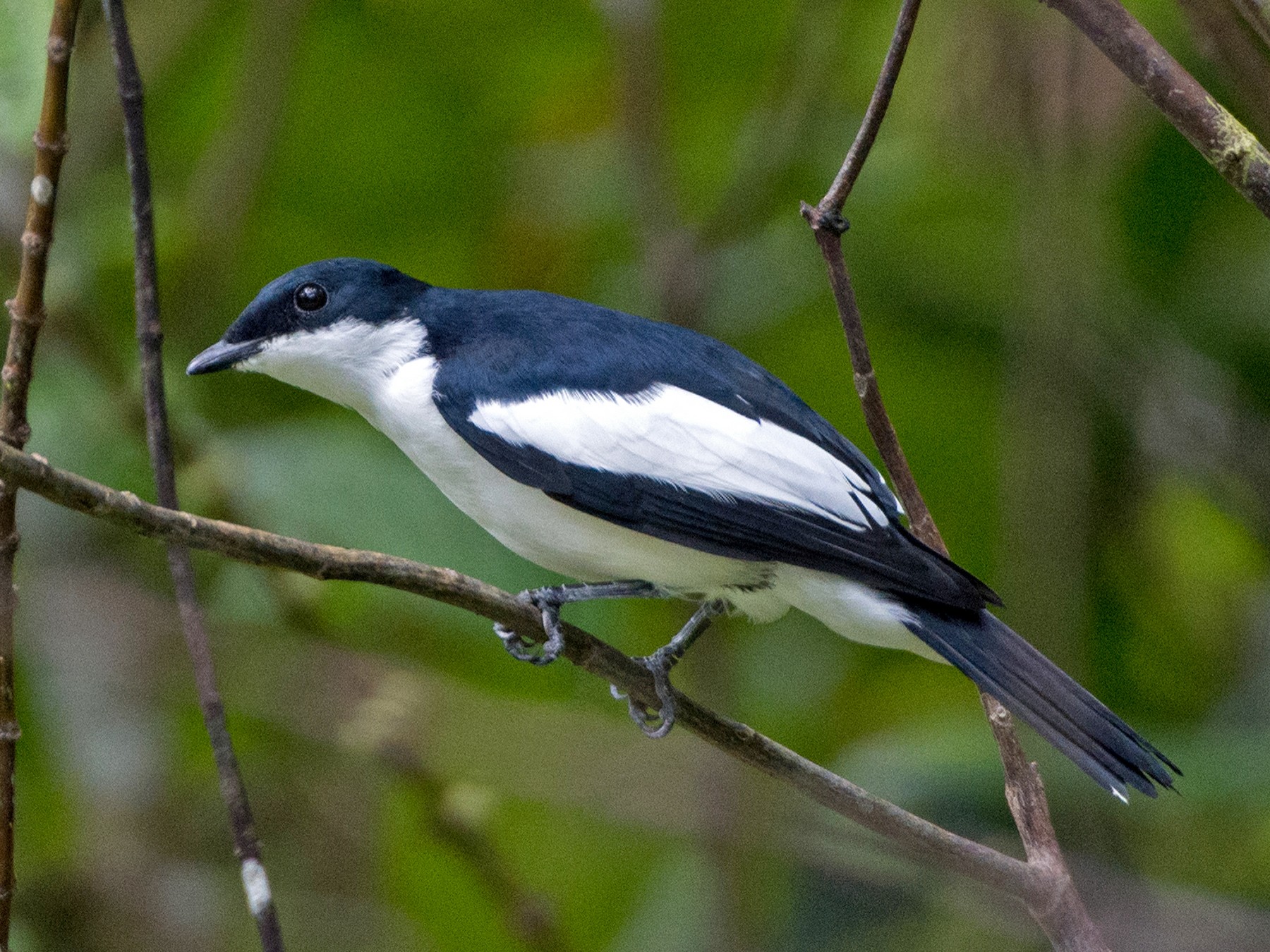 Black-browed Triller - eBird