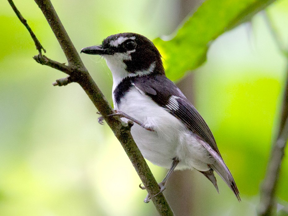 Black-sided Robin - eBird