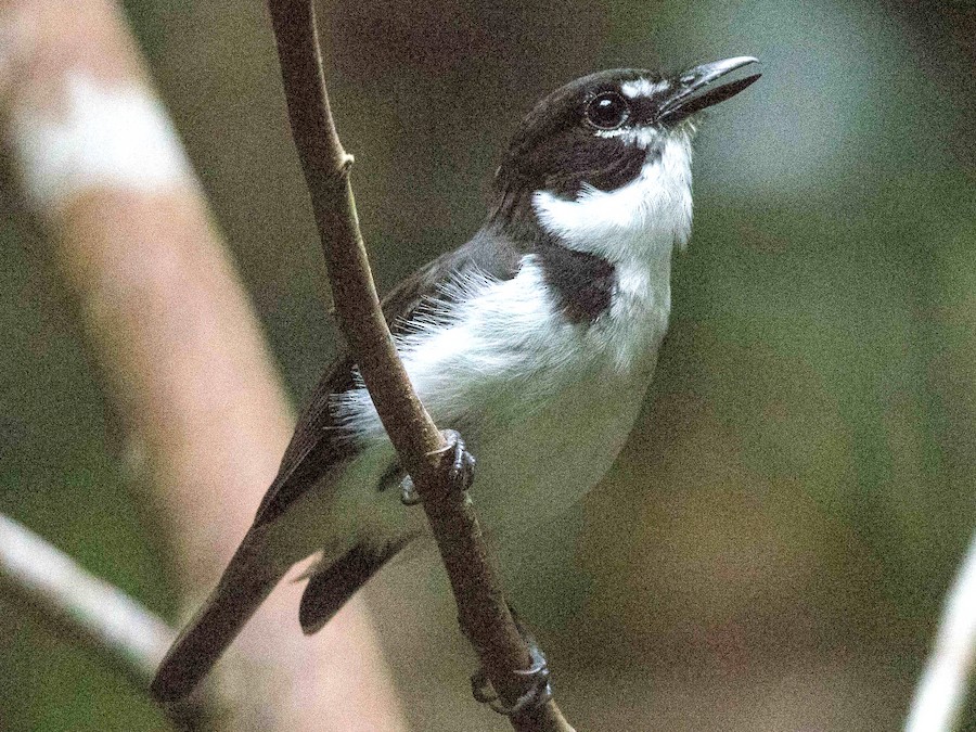 Black-sided Robin - eBird