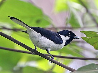 Kehicap buru - eBird