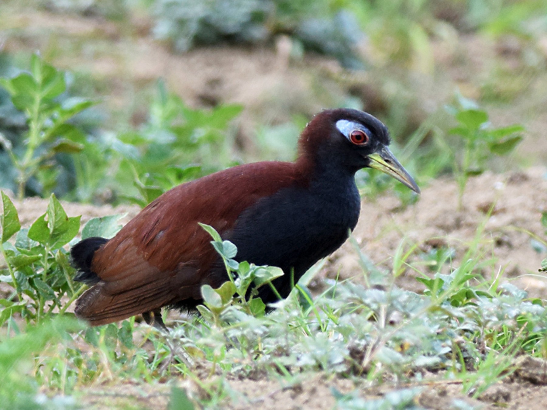 Mandar muka-biru - eBird