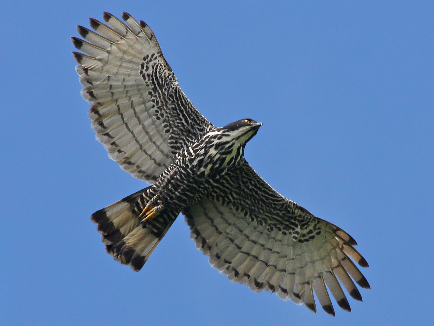 Blyth's Hawk-Eagle - eBird