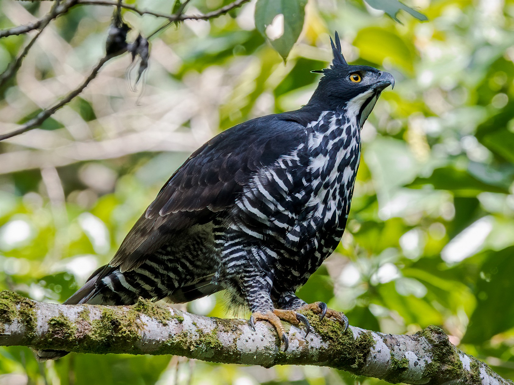 Blyth's Hawk-Eagle - eBird