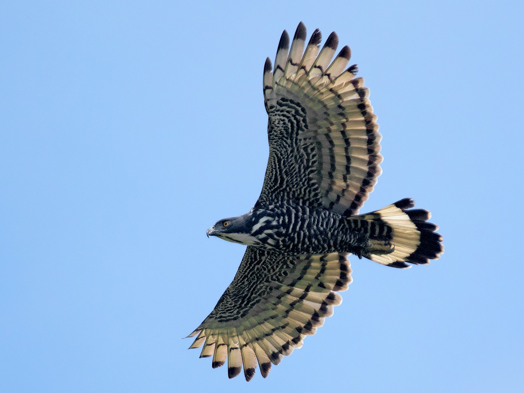 Elang gunung - eBird