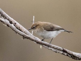 Brown-breasted Gerygone - eBird
