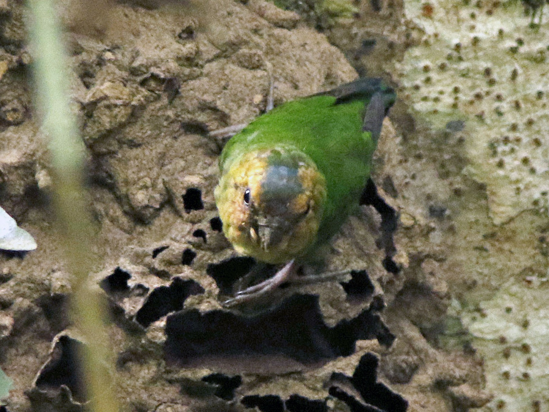 Buff-faced Pygmy-Parrot - eBird