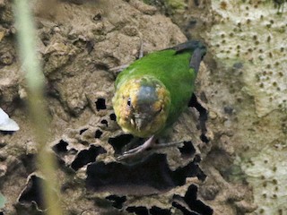 Buff-faced Pygmy-Parrot - eBird