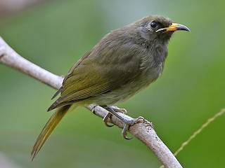 Buru Honeyeater - eBird