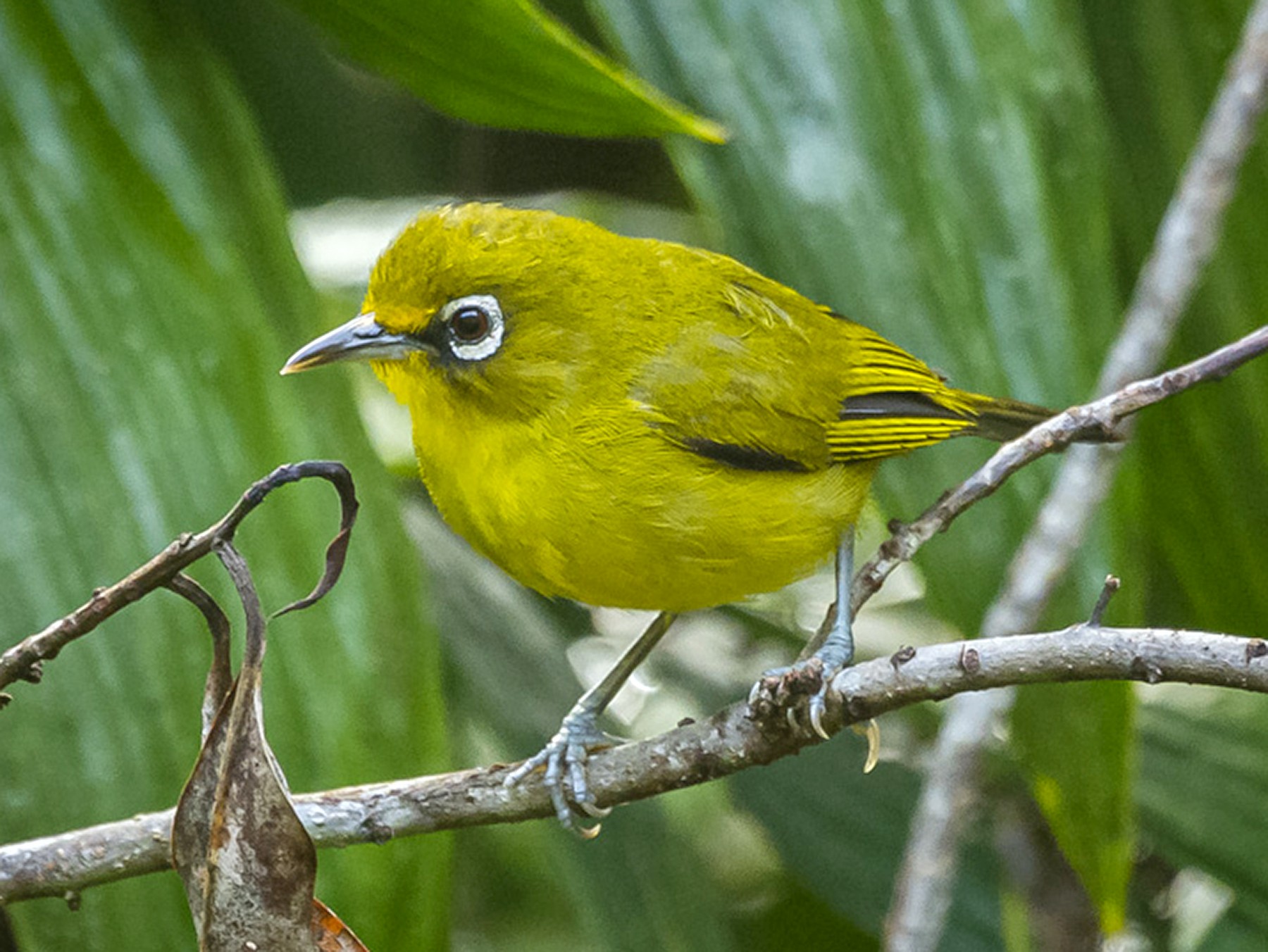 Buru Gözlükçüsü - eBird