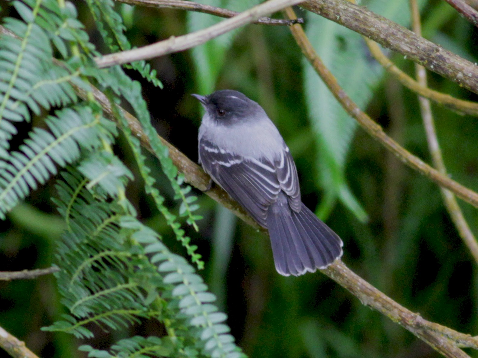 Atrapamoscas de los Torrentes - eBird