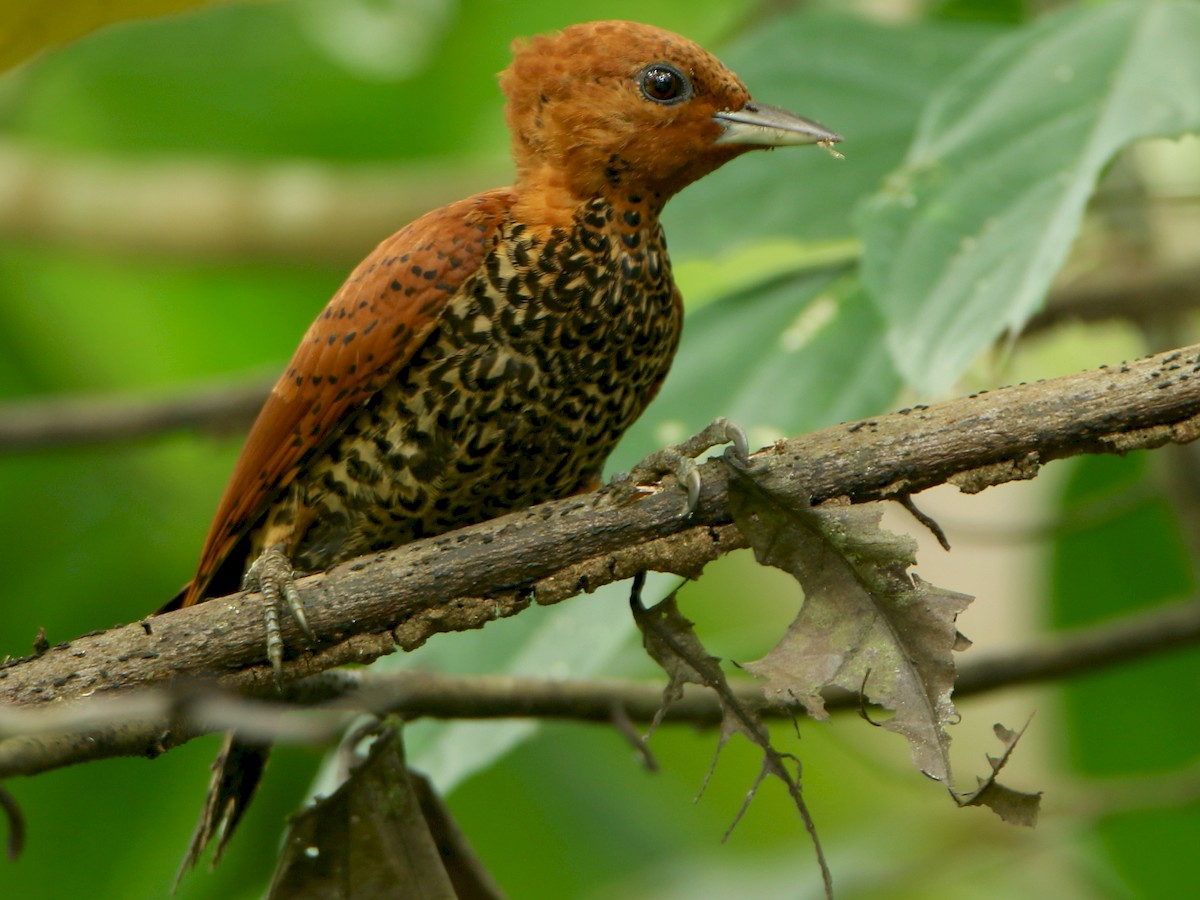 Cinnamon Woodpecker - Celeus loricatus - Birds of the World