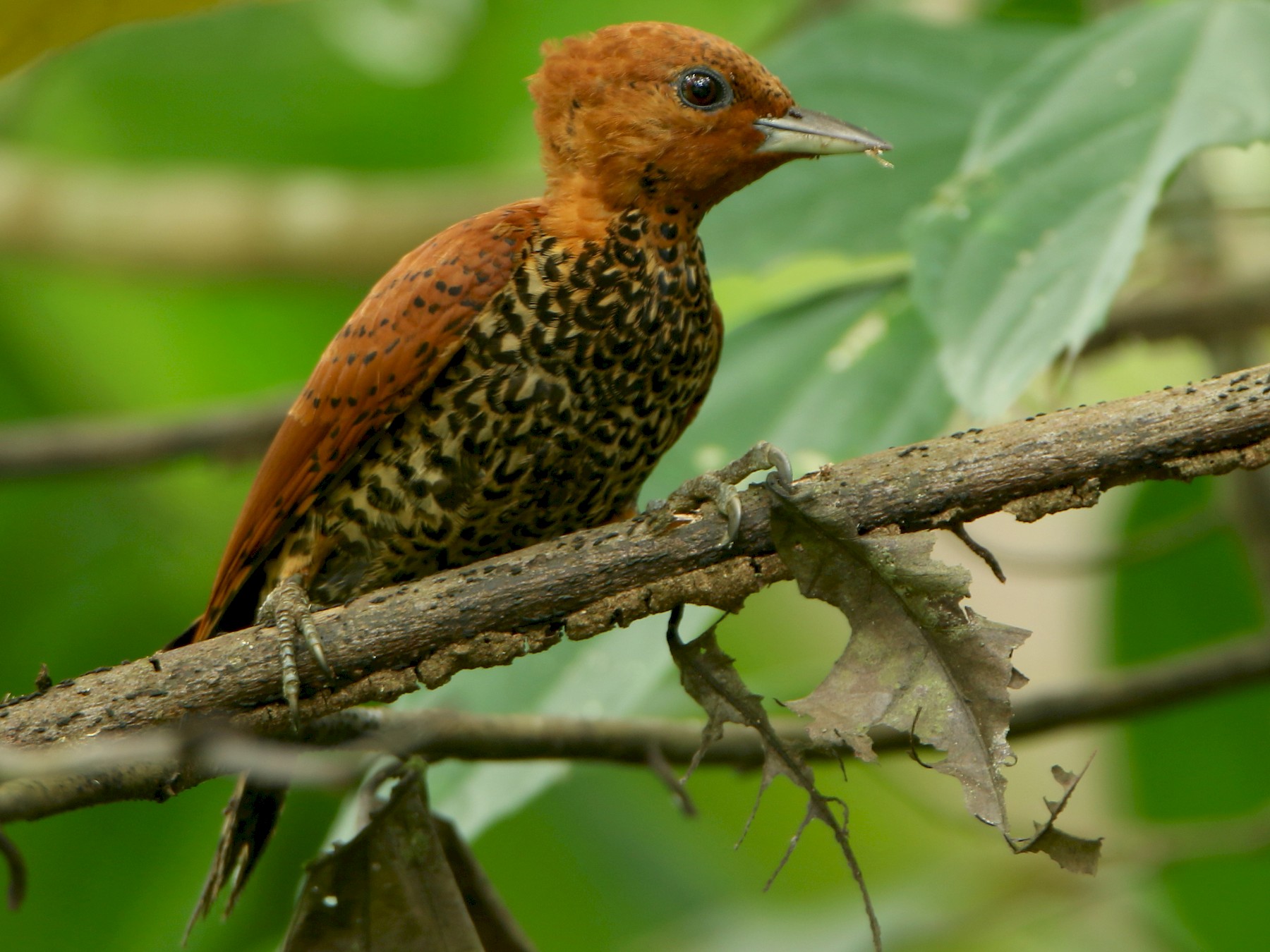 Cinnamon Woodpecker - eBird