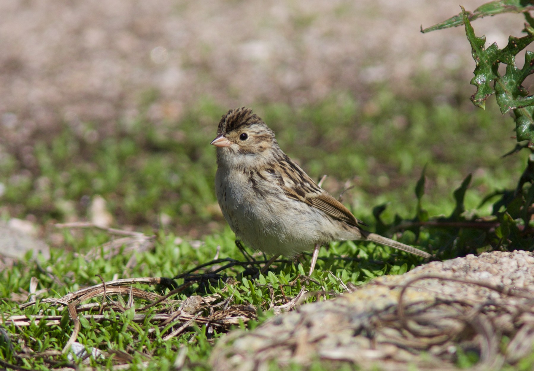 Clay-colored x Brewer's Sparrow (hybrid) - eBird