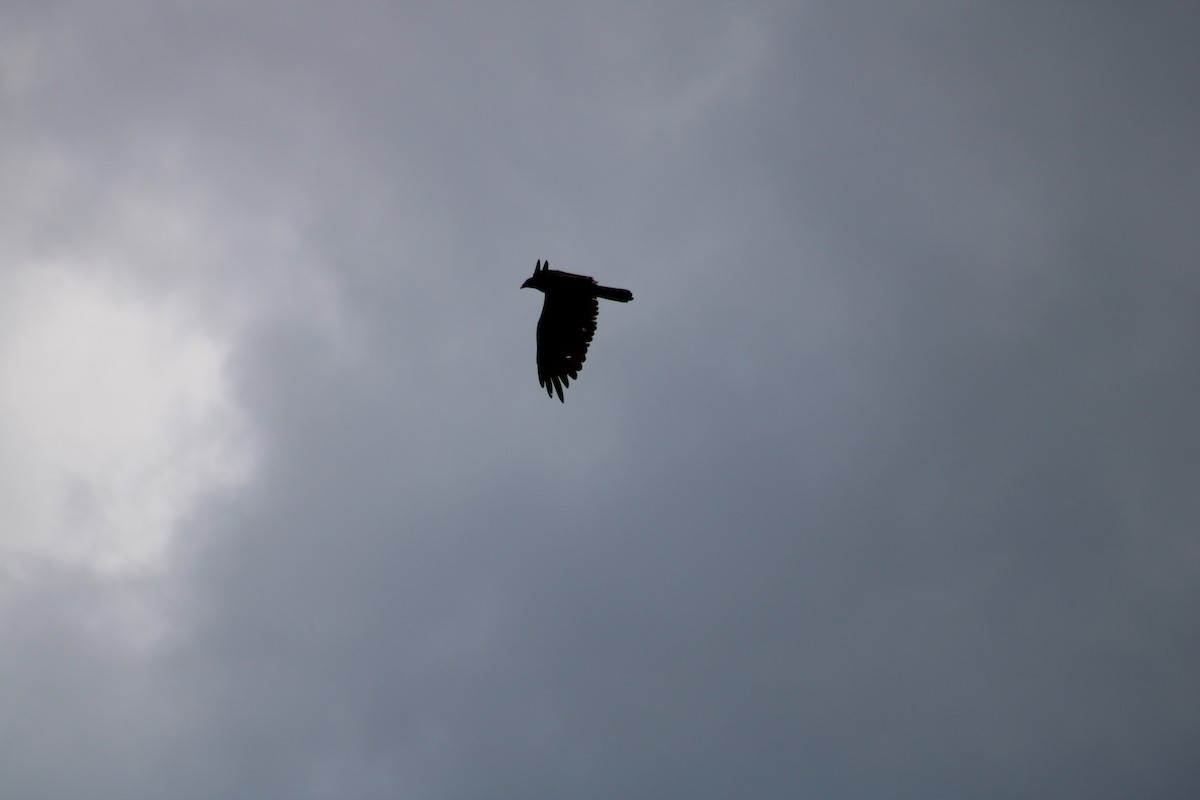 eBird Checklist - 3 Jun 2022 - Riverview Rv Park - 19 species