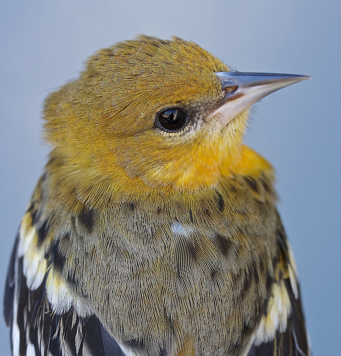 eBird Checklist - 28 Sep 2011 - Southeast Farallon Island (Farallon ...