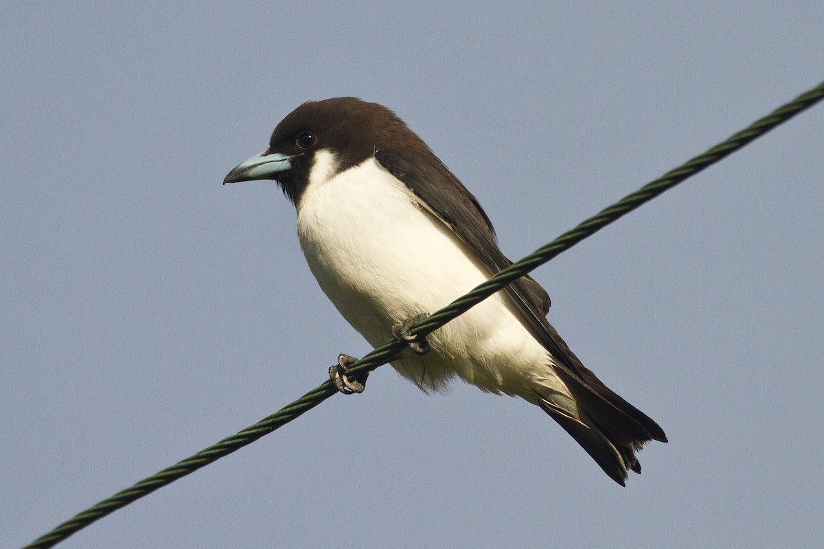 Fiji Woodswallow - Artamus mentalis - Birds of the World