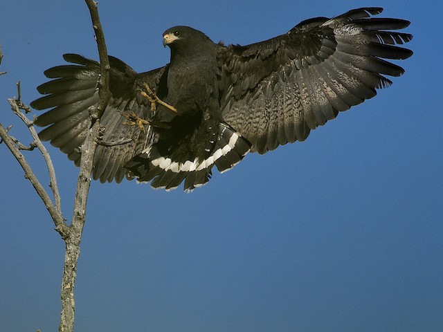 Black Hawks Birds Common Black Hawk | Facebook