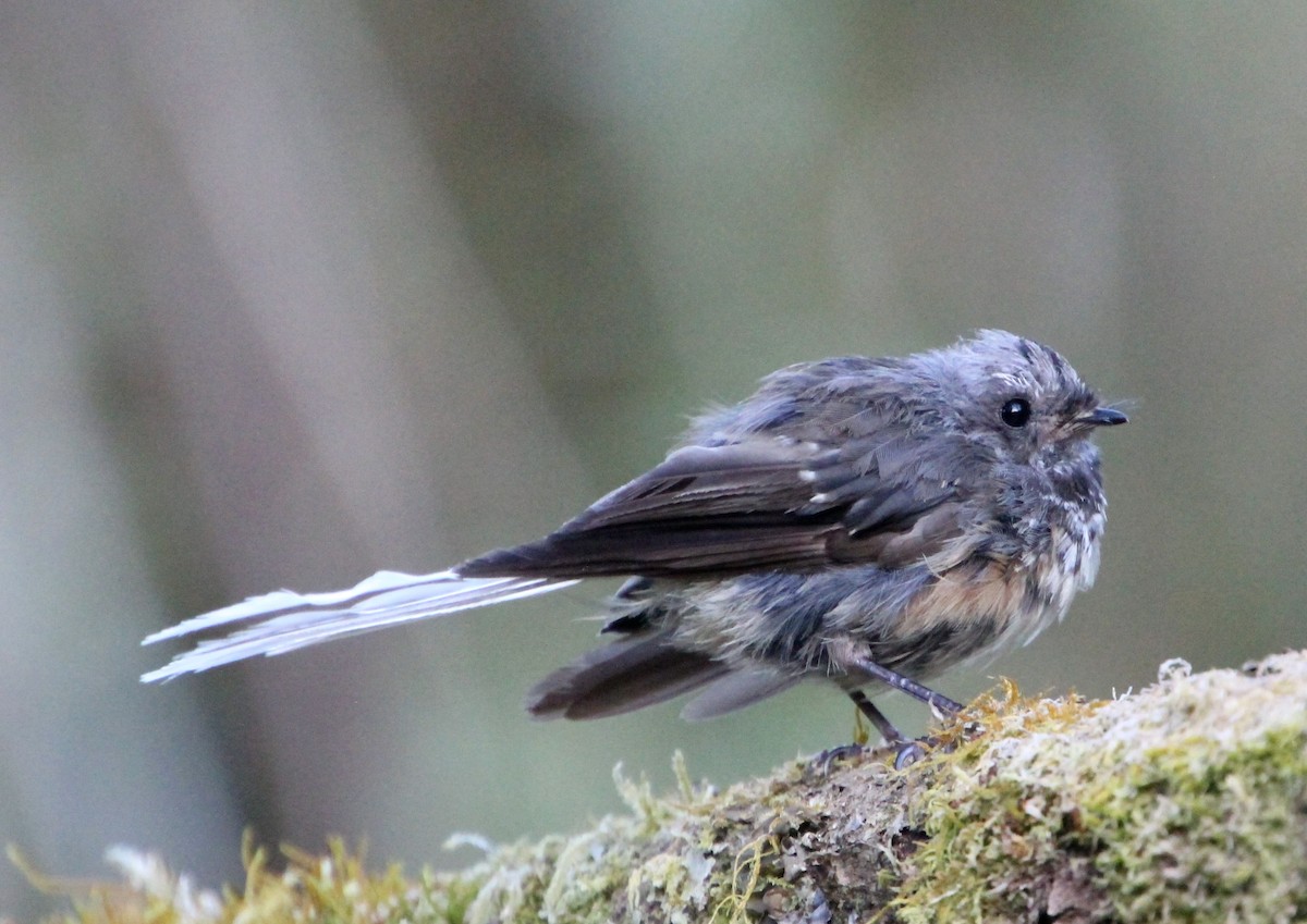 New Zealand Bird Atlas Checklist - 23 Jan 2022 - Mount Tuhua Track ...