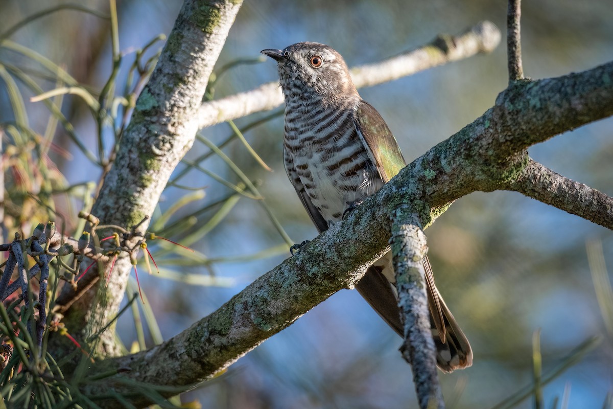 Shining Bronze-Cuckoo - Chrysococcyx lucidus - Media Search - Macaulay ...