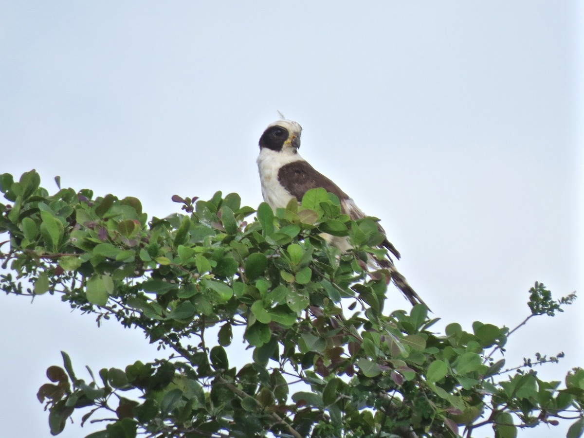 eBird Checklist - 4 May 2022 - Crooked Tree Wildlife Sanctuary--west ...