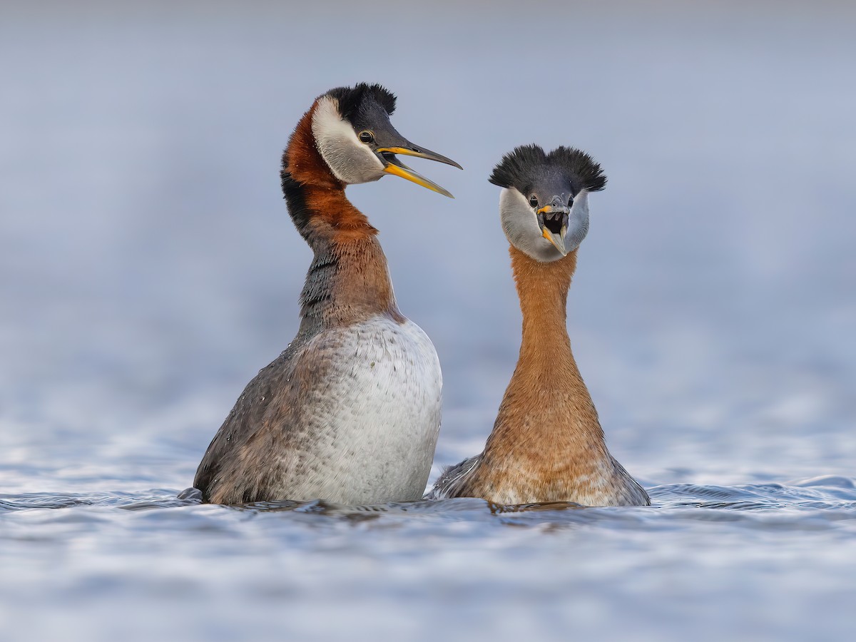 Red-necked Grebe - Podiceps grisegena - Birds of the World