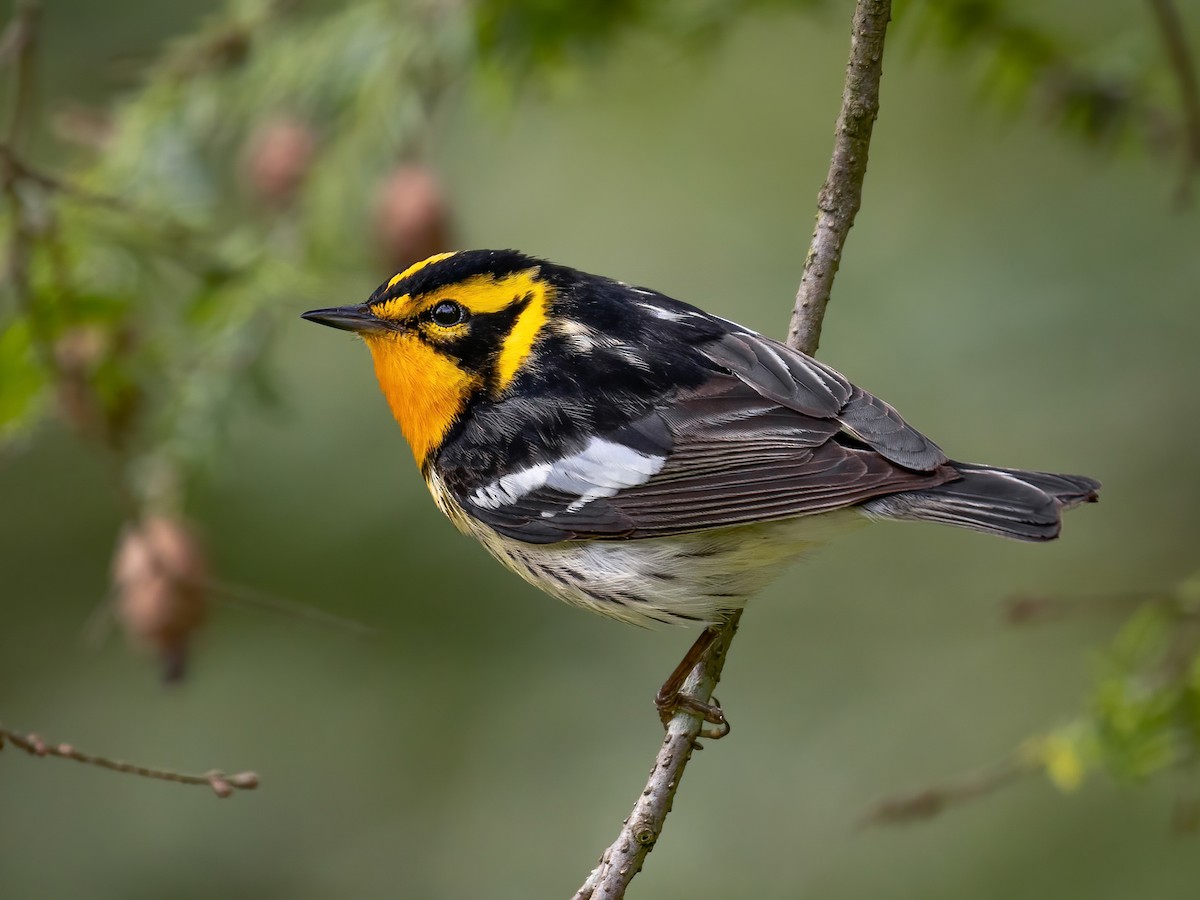 Blackburnian Warbler - Setophaga fusca - Birds of the World