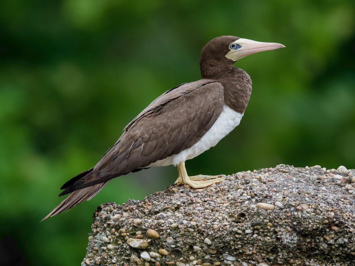 Brown Booby - Sula leucogaster - Birds of the World