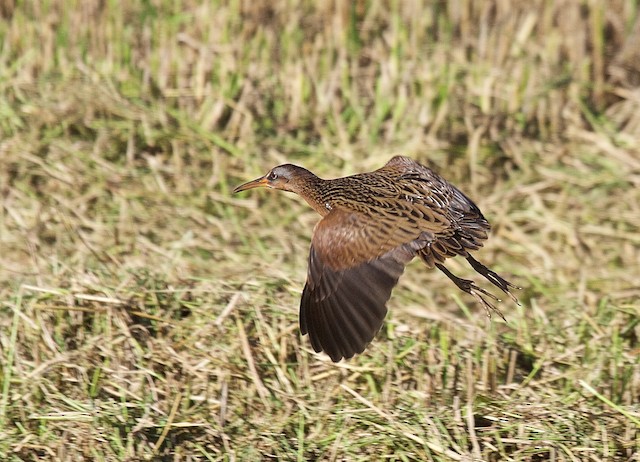 Behavior - King Rail - Rallus elegans - Birds of the World