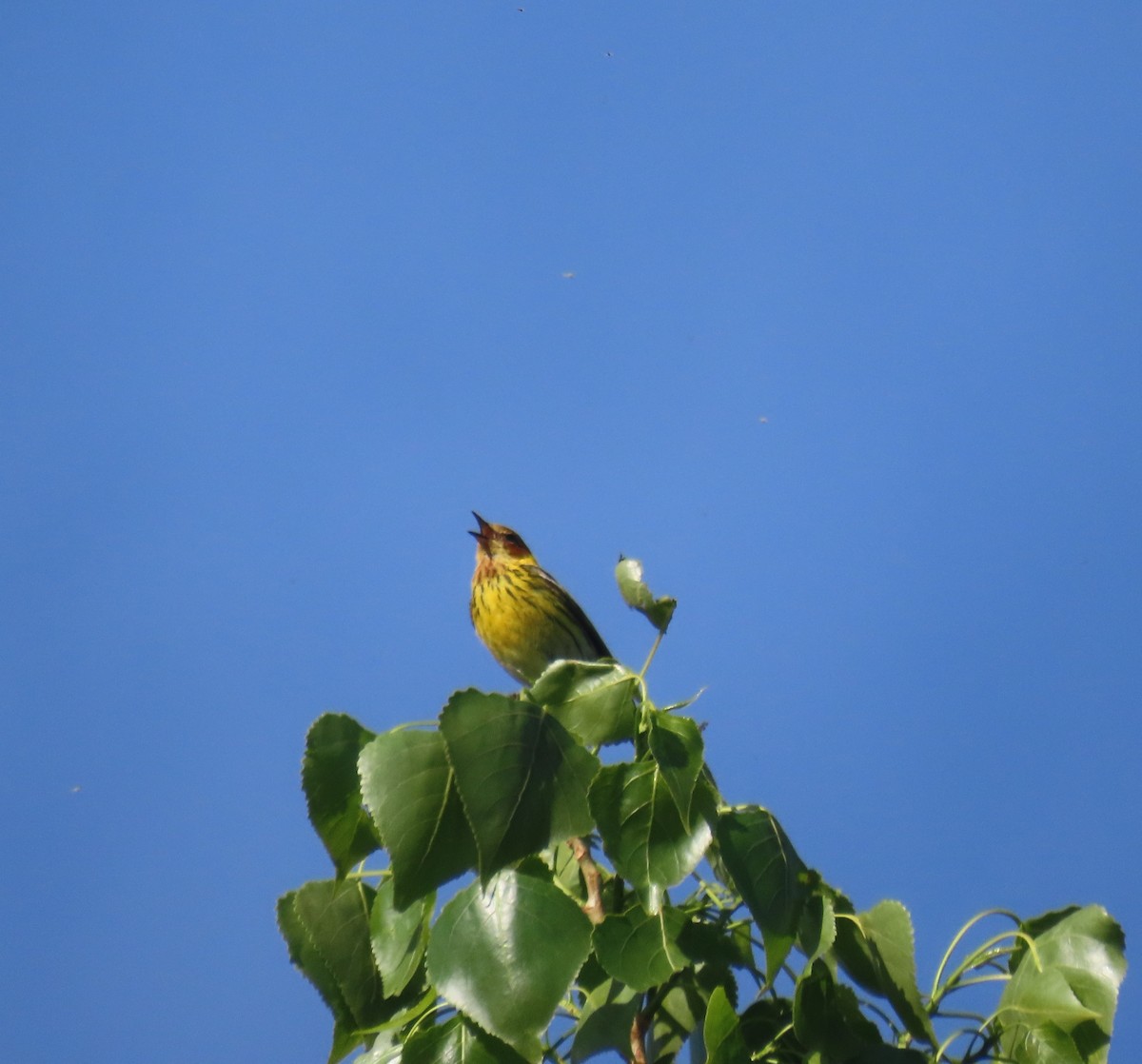 eBird Checklist - 4 Jun 2022 - Box Elder Lake and Bolster Dam ...
