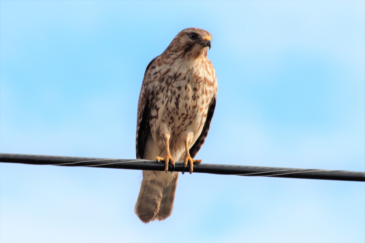 eBird Checklist - 25 Jan 2013 - Kickapoo Pond - 5 species