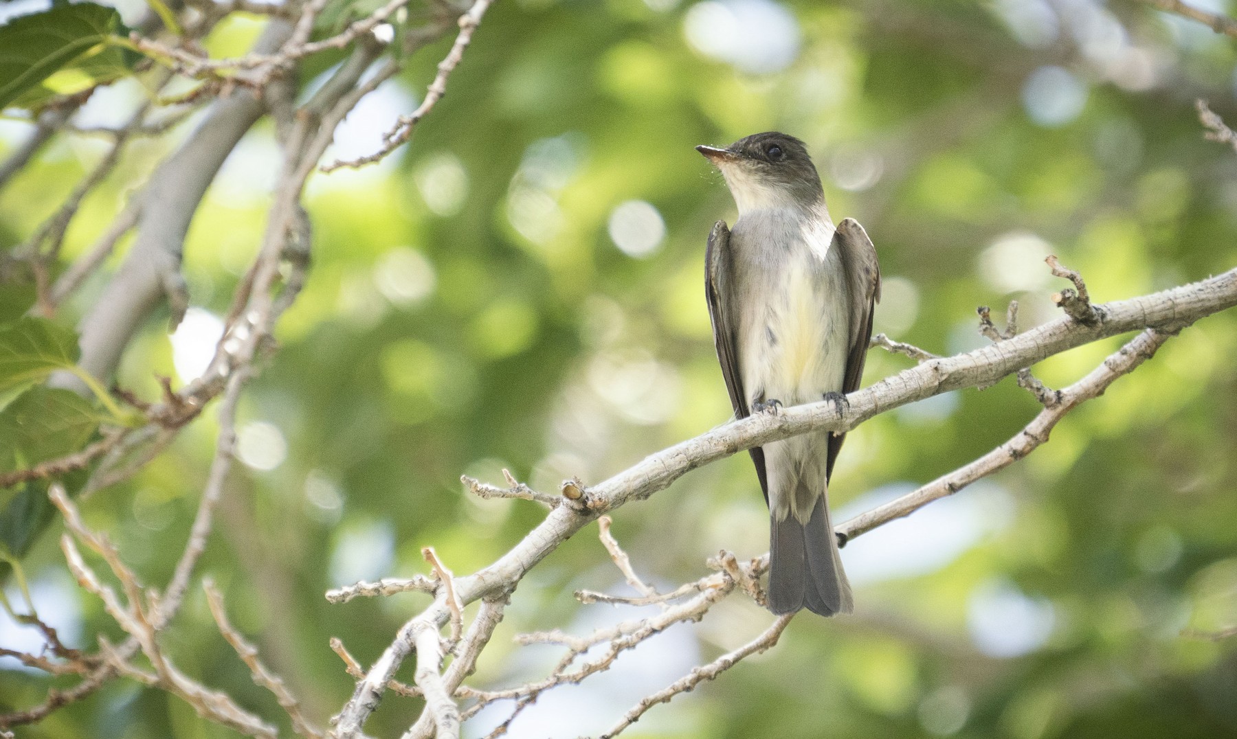 Pioui de l'Ouest ou P. de l'Est - eBird