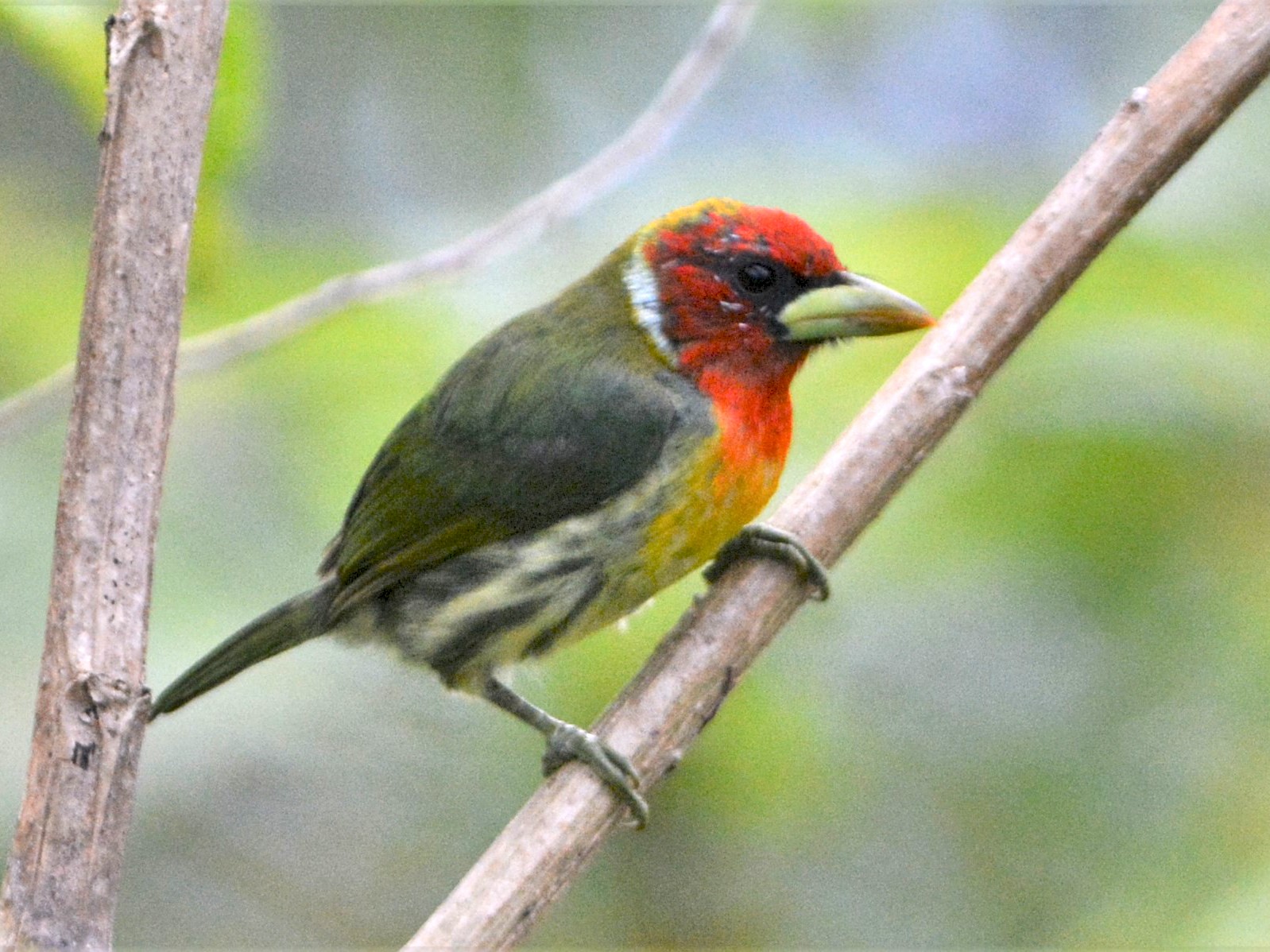 Red-headed Barbet - eBird