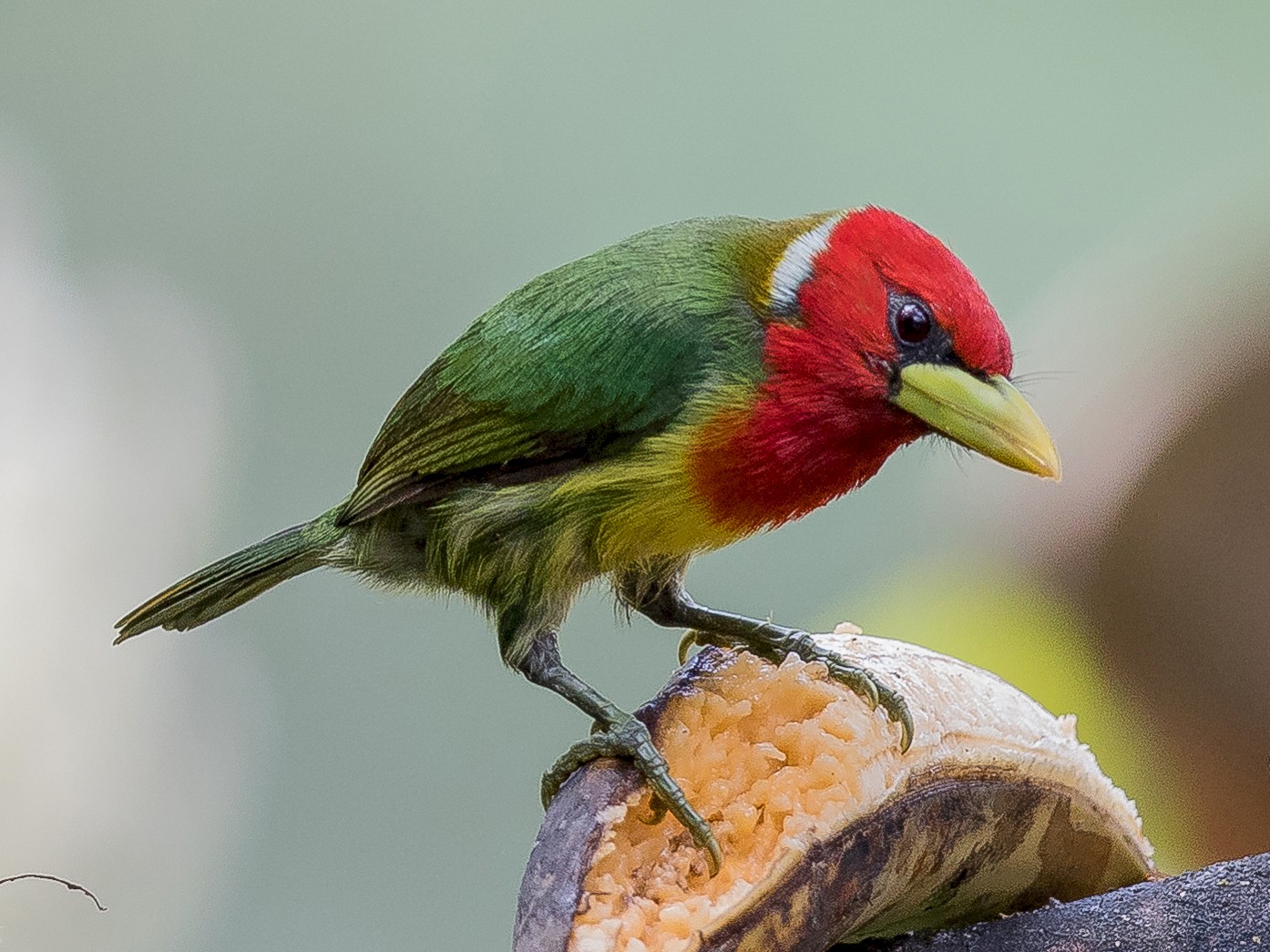 Red-headed Barbet - eBird