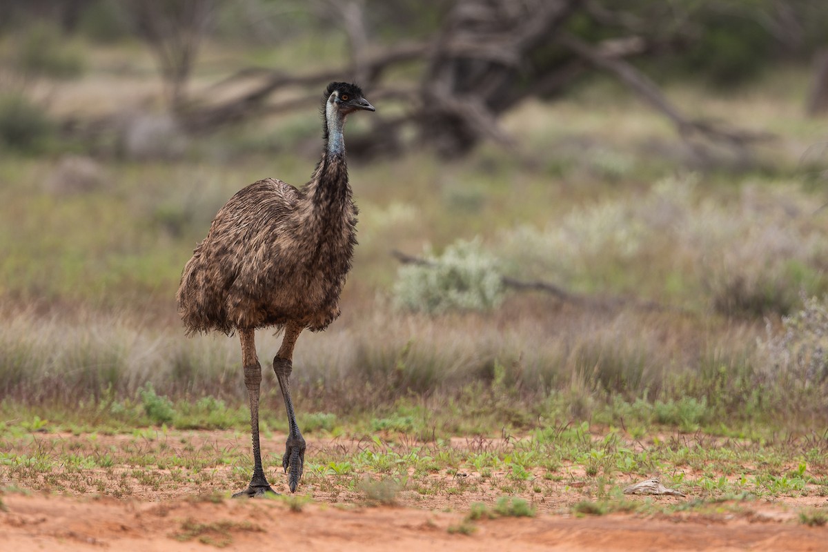 eBird Australia Checklist - 26 May 2022 - Bowra Wildlife Sanctuary - 62 ...