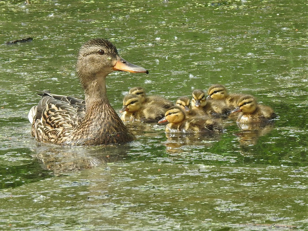 eBird Checklist - 2 Jun 2022 - Serpentine Fen - 30 species