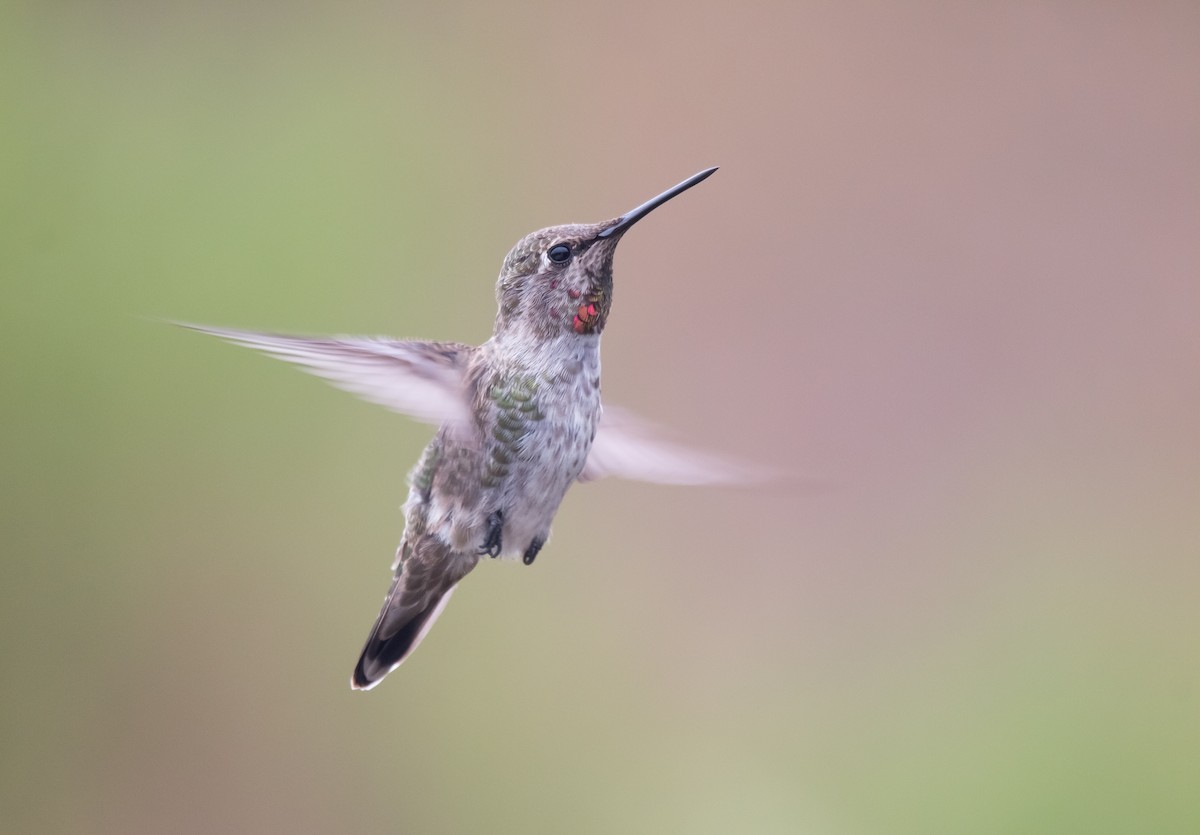 ML457121511 Anna's Hummingbird Macaulay Library
