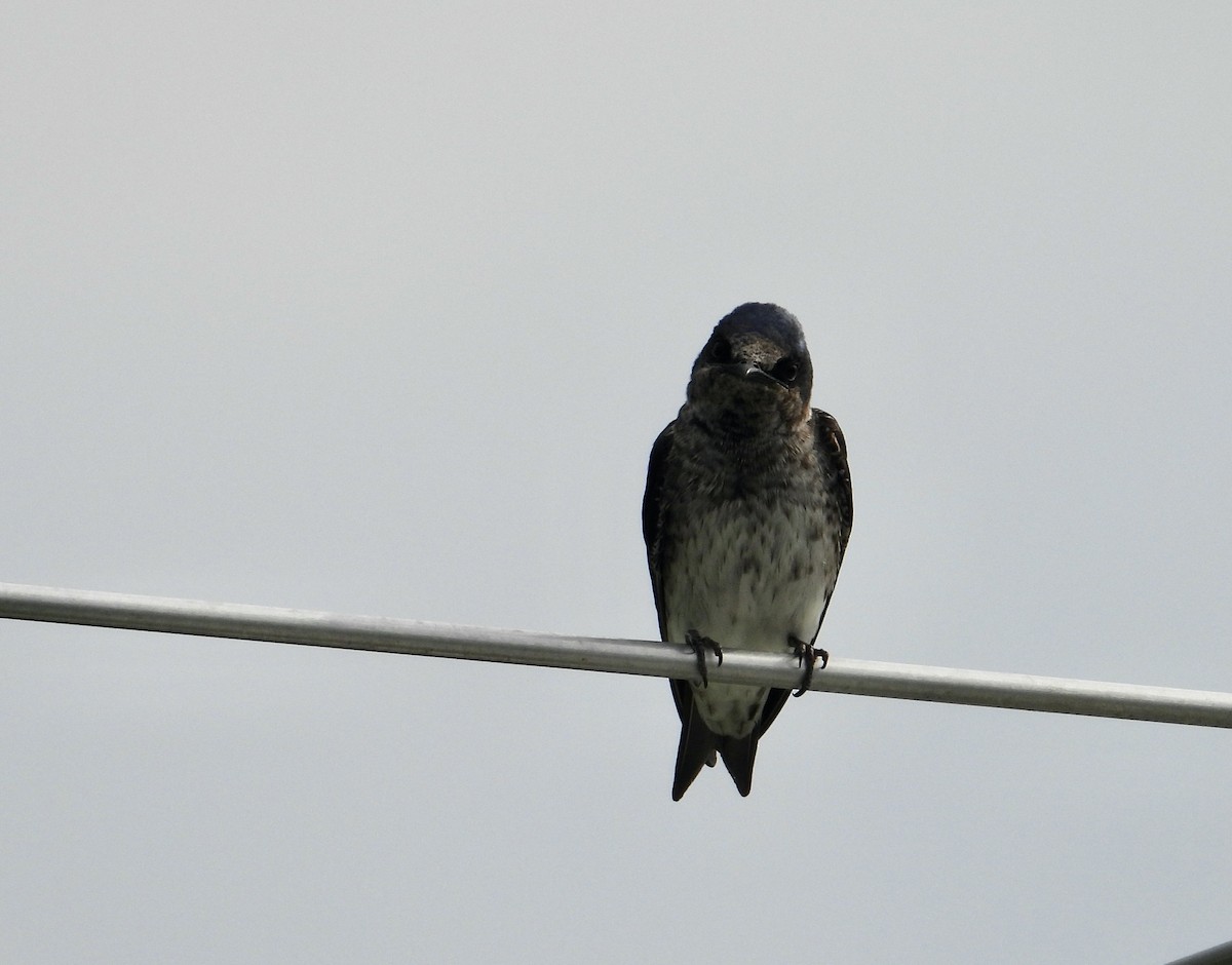 eBird Checklist - 6 Jun 2022 - Killdeer Plains Wildlife Area - 45 species