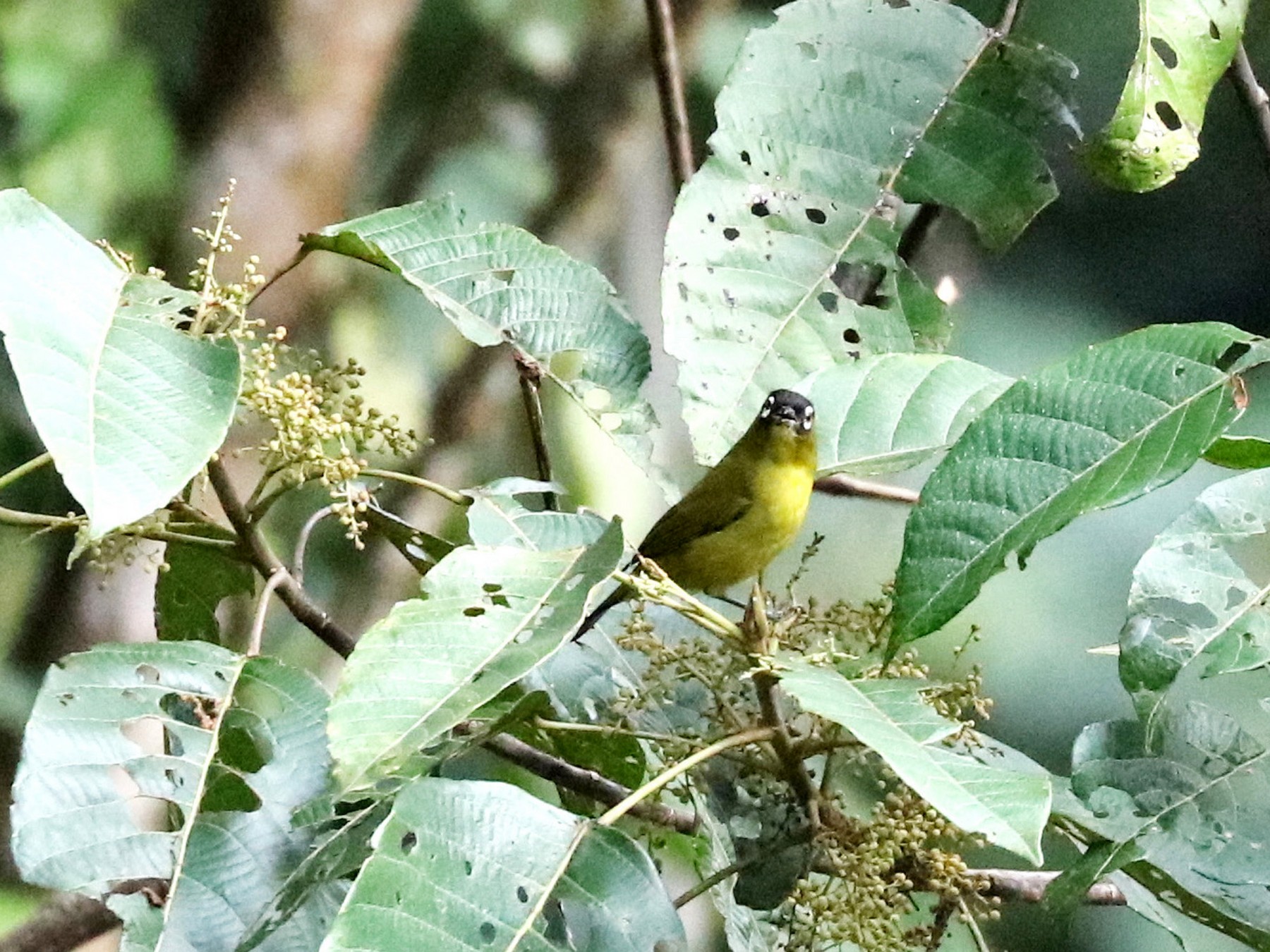 Capped White-eye - eBird