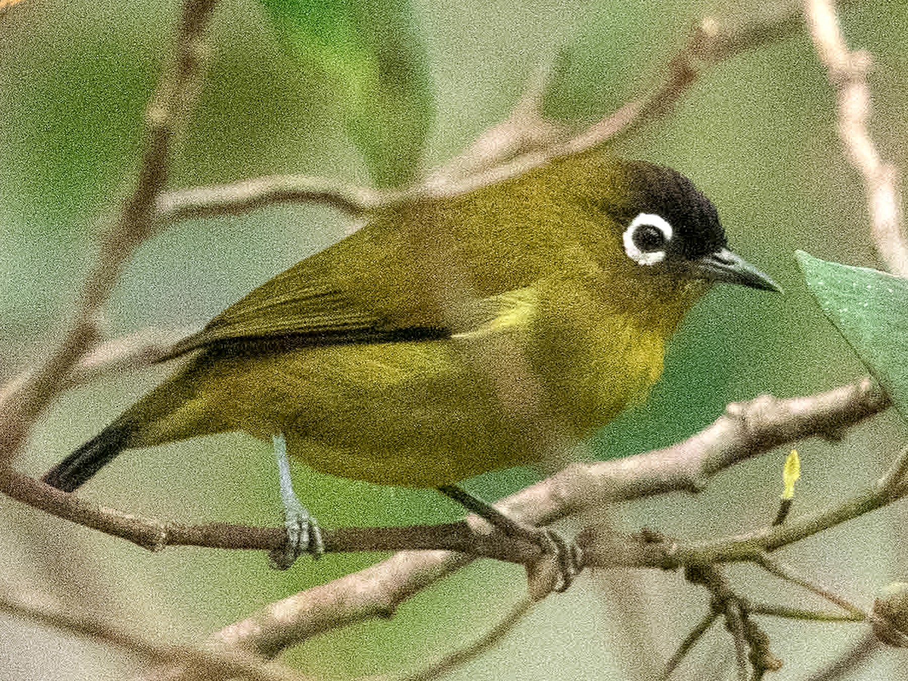 Capped White-eye - eBird