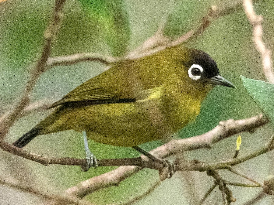 Capped White-eye - eBird